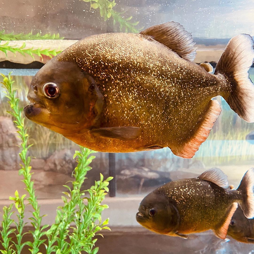 Walk on the Wild Side at The Wildlife World Zoo, Aquarium and Safari Park