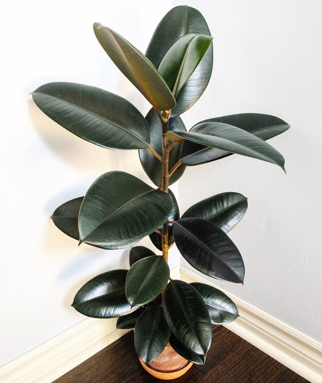 Trendy House Plants Perfect for Any Space