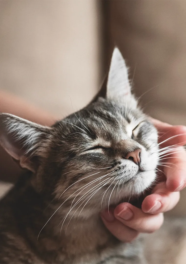 Mansions Eight65 | Apartments In Hutto, TX