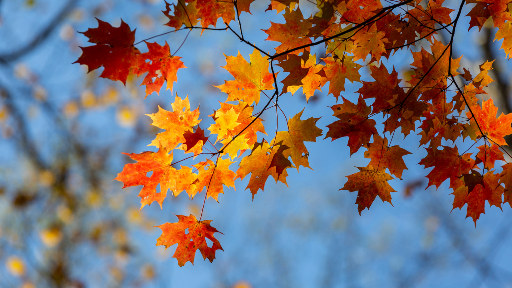 Cozy Vibes and Autumn Adventures: The Best of Fall Activities in Cary