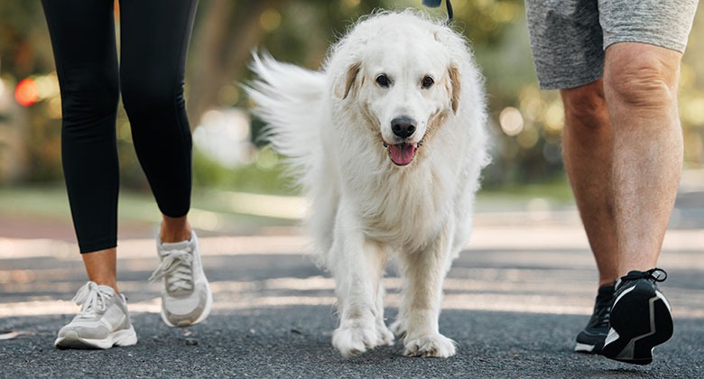 Tera Vera 55+ Gated Retirement Patio Homes Springfield MO